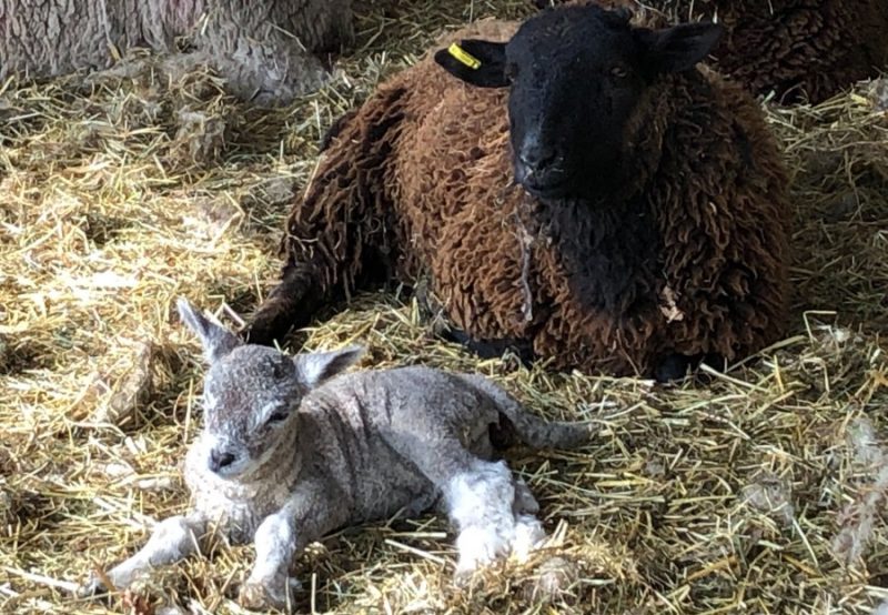 Meanwood Valley Urban Farm needs your help! | Leeds Living